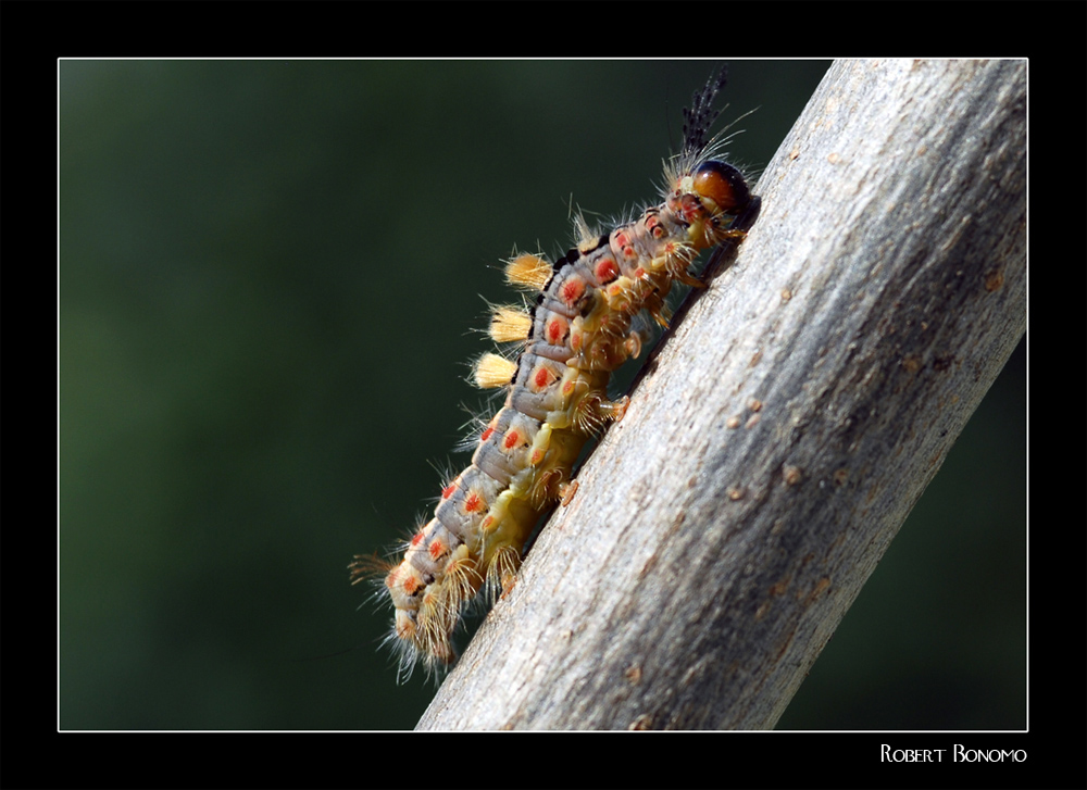 Raupe #2 Foto & Bild | tiere, wildlife, insekten Bilder auf fotocommunity