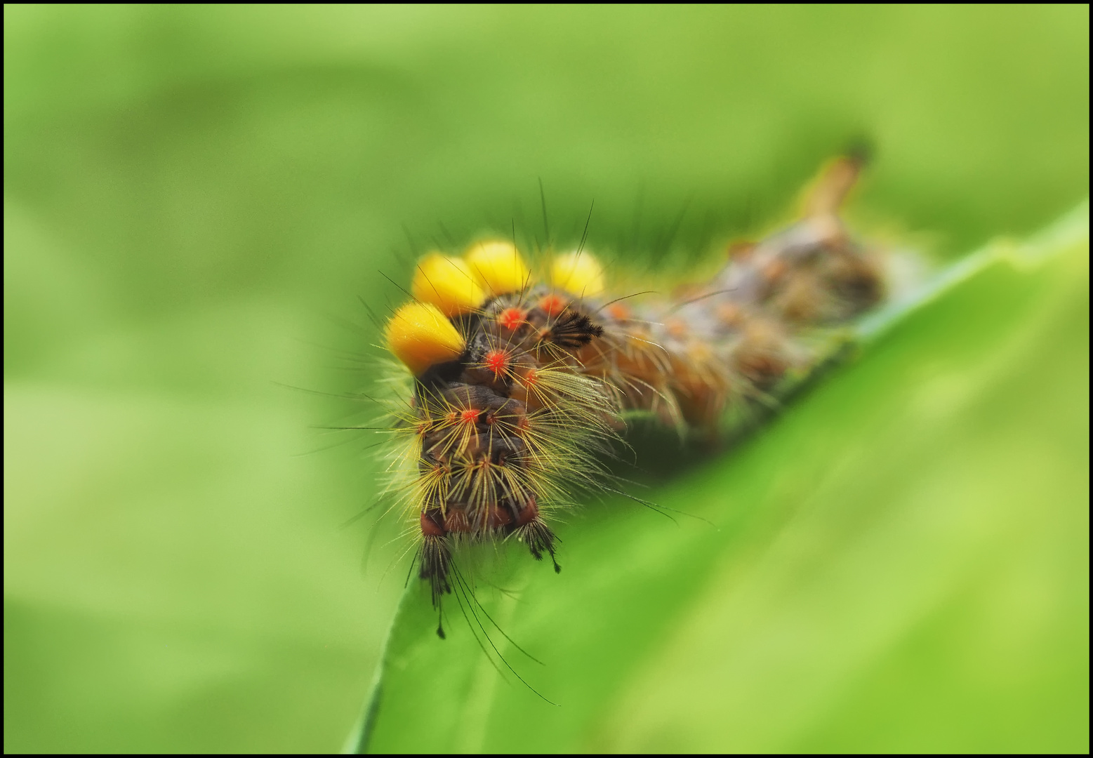 Raupe (2) Foto & Bild | tiere, wildlife, insekten Bilder auf fotocommunity