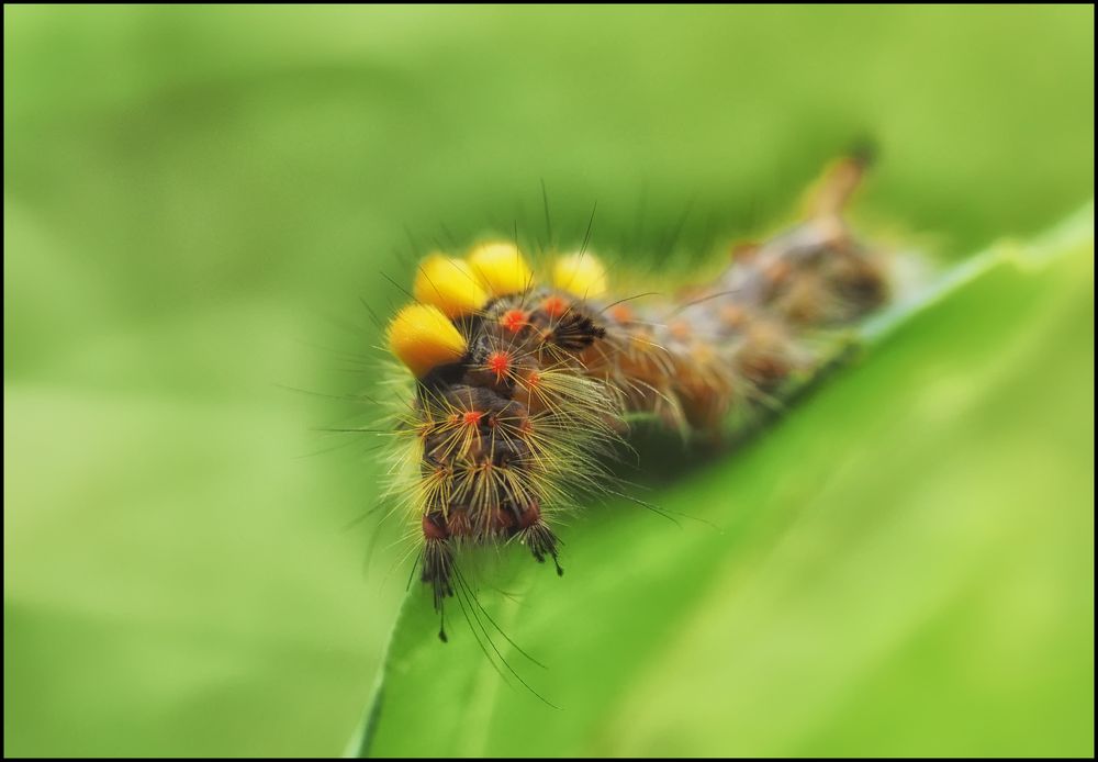 Raupe (2) Foto & Bild | tiere, wildlife, insekten Bilder auf fotocommunity