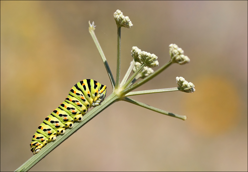 Raupe..... Foto & Bild | makro, natur, insekten Bilder auf fotocommunity