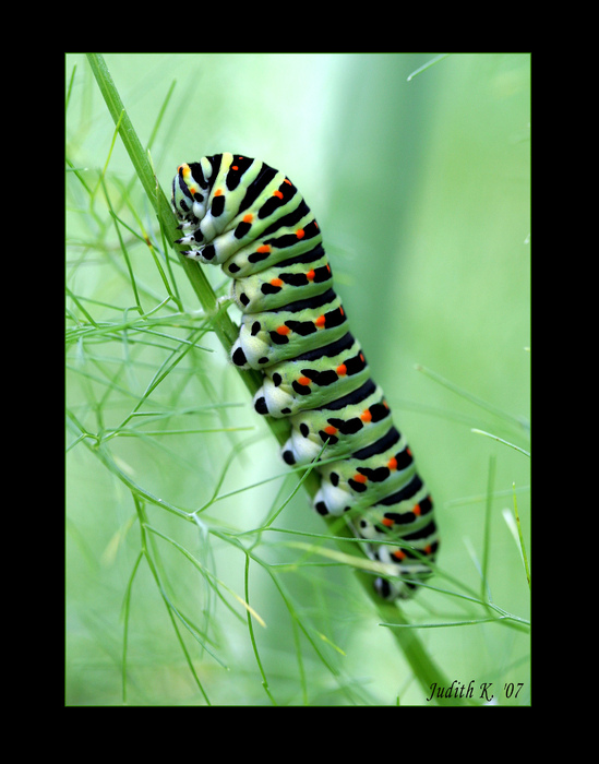 Raupe Foto & Bild | tiere, wildlife, insekten Bilder auf fotocommunity