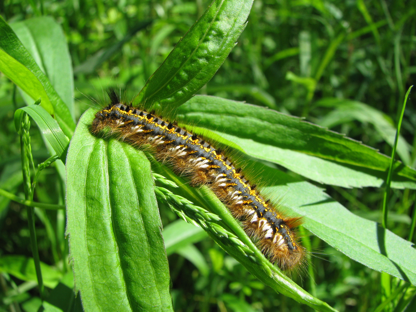 Raupe Foto & Bild | tiere, gemischtes, natur Bilder auf fotocommunity