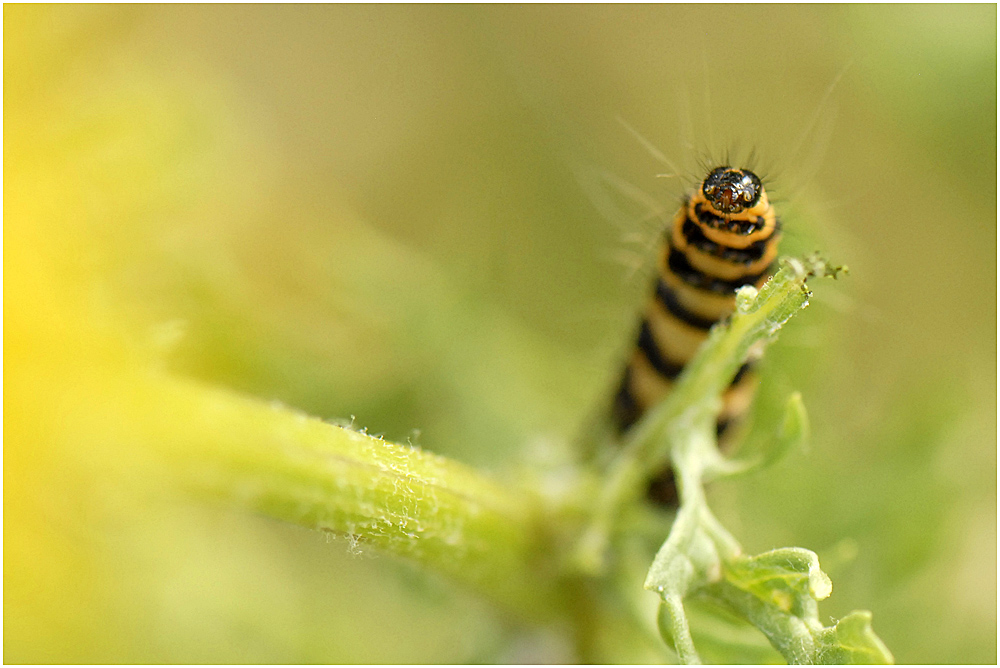 Raupe ... Foto & Bild | tiere, wildlife, insekten Bilder auf fotocommunity