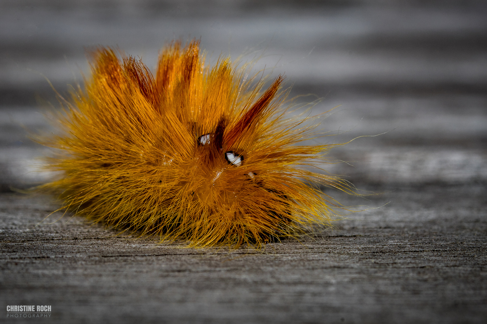 Raupe Foto & Bild | natur, macro, insekten Bilder auf fotocommunity