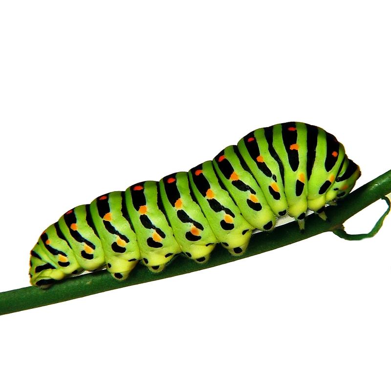 Raupe Foto & Bild | tiere, wildlife, schmetterlinge Bilder auf ...