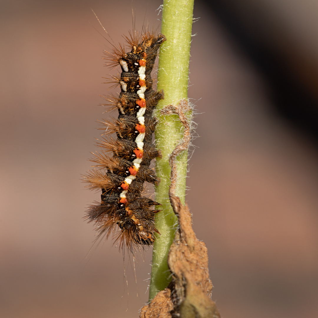 Raupe ??? ... Foto & Bild | tiere, wildlife, insekten Bilder auf ...