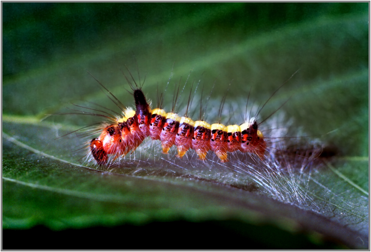 Raupe Foto & Bild | raupe, makro u. nahaufnahme Bilder auf fotocommunity