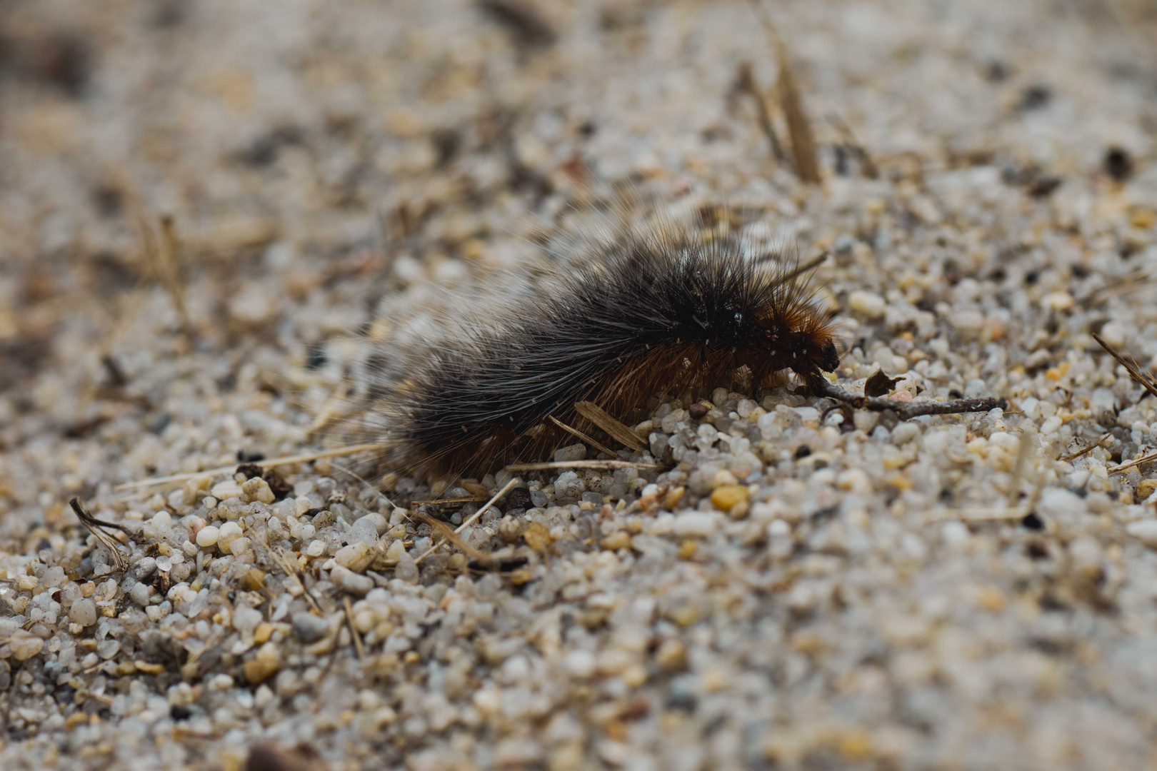 *Raupe* Foto & Bild | tiere, wildlife, insekten Bilder auf fotocommunity