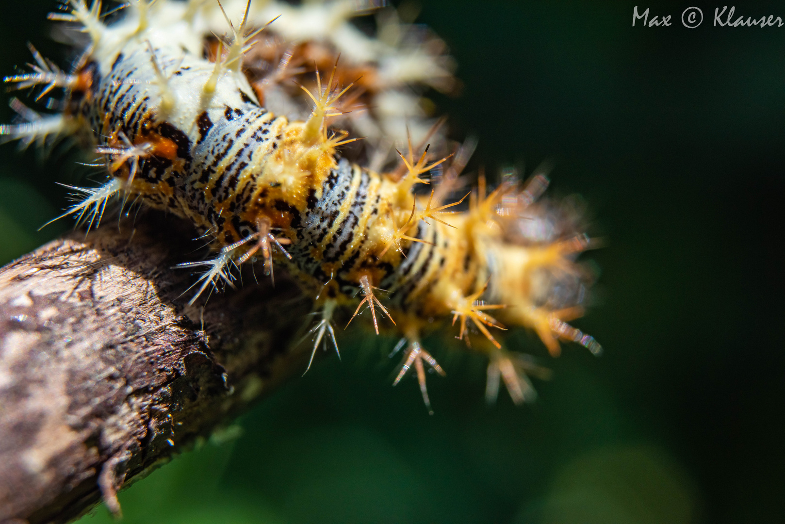 Raupe Foto & Bild | tiere, wildlife, insekten Bilder auf fotocommunity