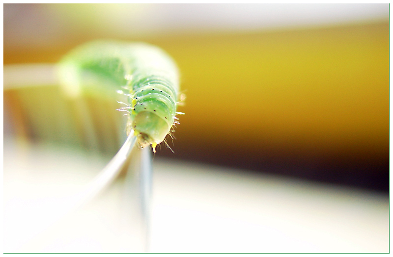 Raupe Foto & Bild | tiere, wildlife, insekten Bilder auf fotocommunity