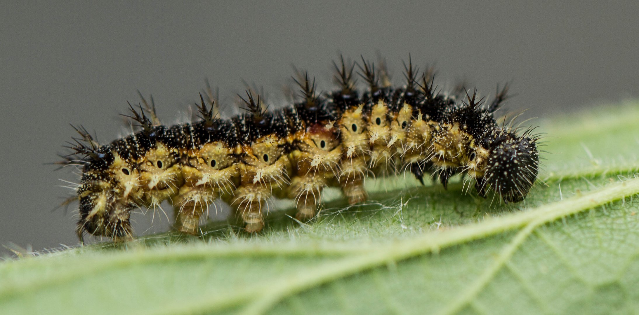 Raupe Foto & Bild | tiere, wildlife, schmetterlinge Bilder auf ...