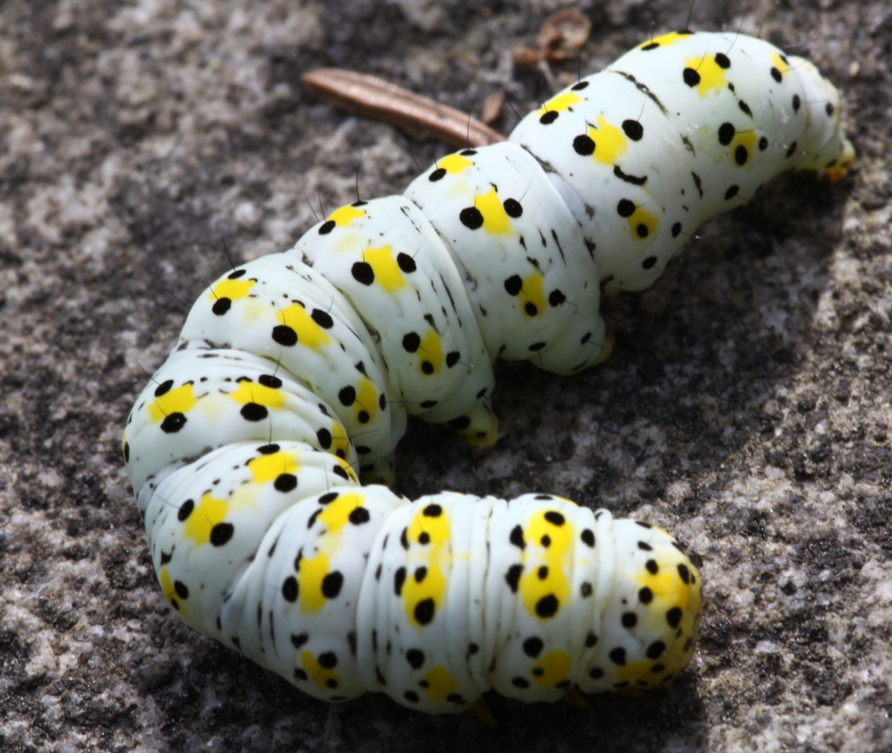 Raupe Foto & Bild | tiere, natur Bilder auf fotocommunity