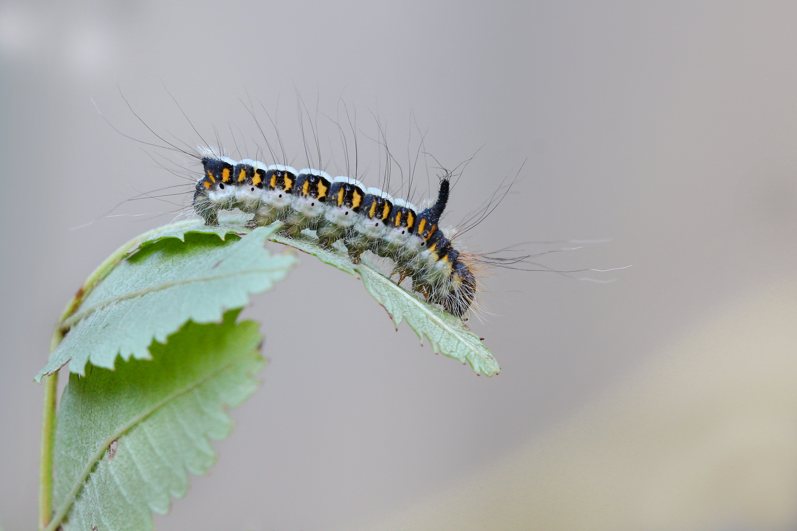 Raupe Foto & Bild | fotos, september, brandenburg Bilder auf fotocommunity