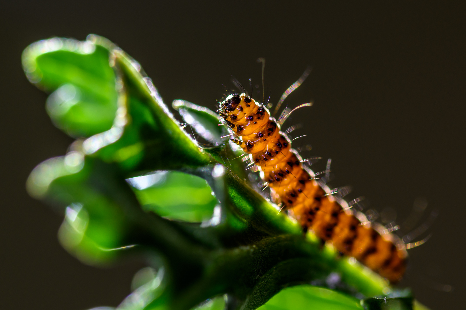 Raupe Foto & Bild | tiere, wildlife, insekten Bilder auf fotocommunity