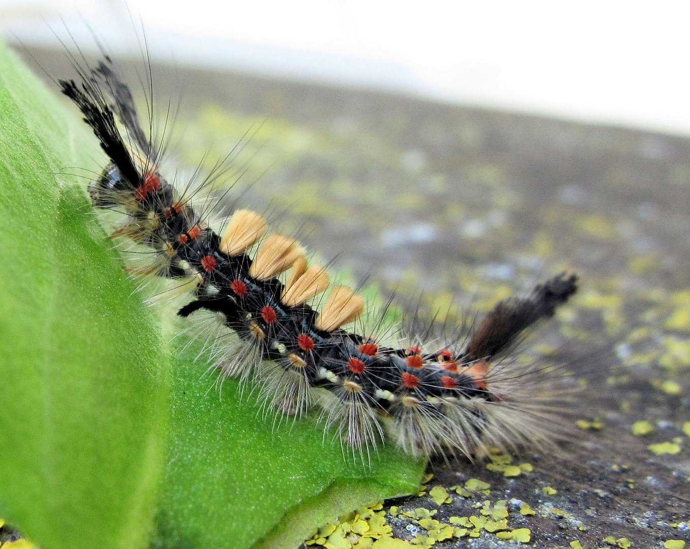 Raupe Foto & Bild | makro, natur Bilder auf fotocommunity