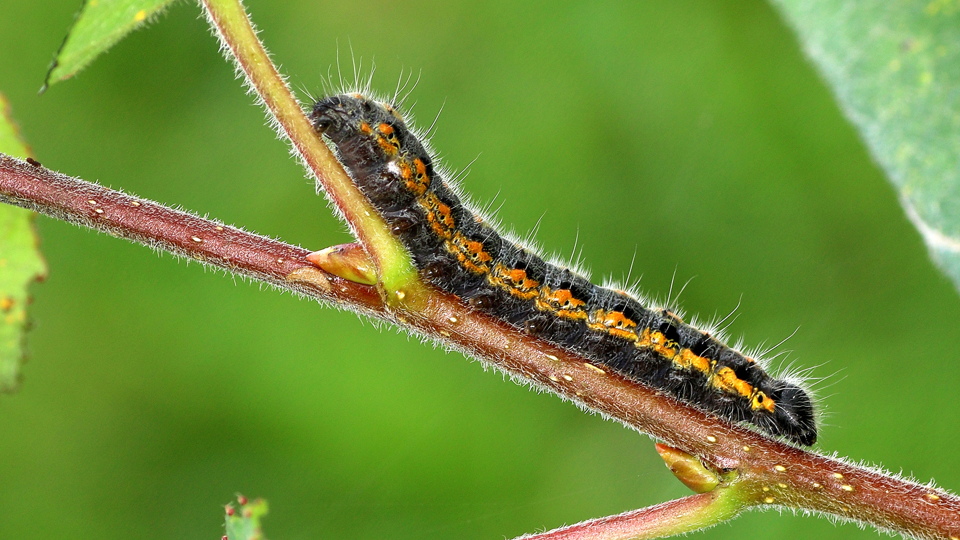 Raupe... Foto & Bild | fotos, canon, makro Bilder auf fotocommunity