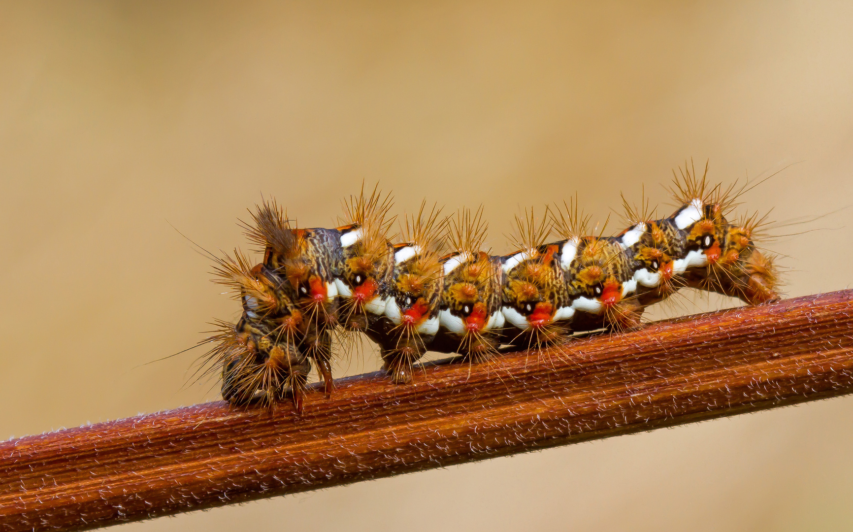 Raupe Foto & Bild | tiere, wildlife, insekten Bilder auf fotocommunity