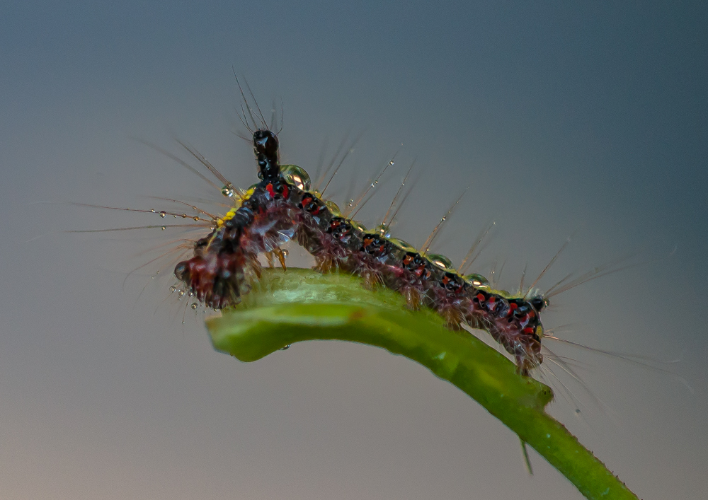Raupe Foto & Bild | natur, tiere, wildlife Bilder auf fotocommunity