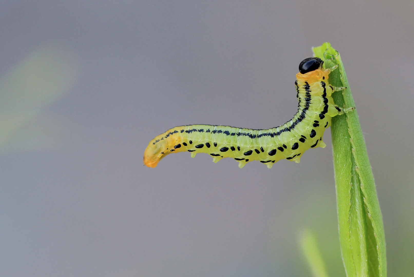 Raupe Foto & Bild | tiere, wildlife, insekten Bilder auf fotocommunity