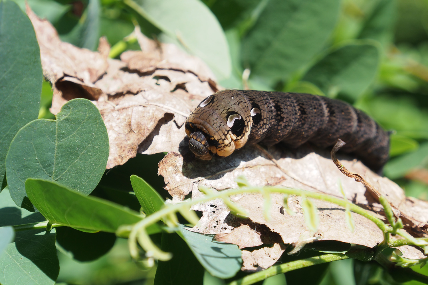 Raupe Foto & Bild | tiere, wildlife, insekten Bilder auf fotocommunity