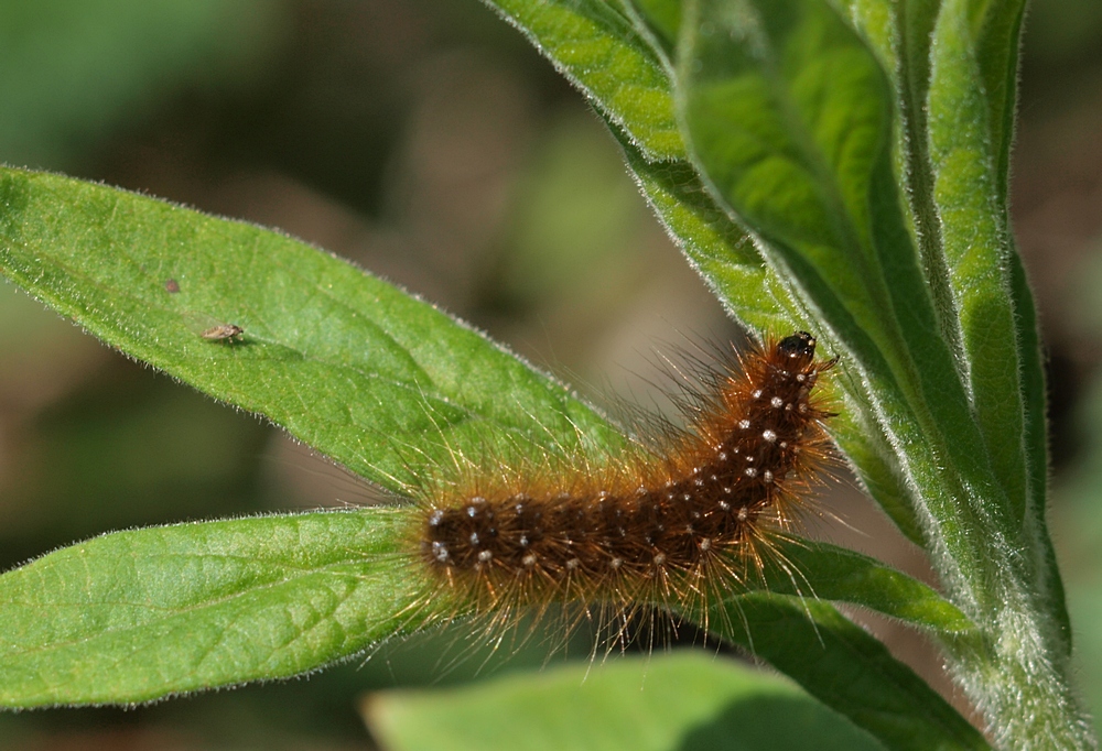 Raupe -> Arctia caja Foto & Bild | raupen 2010, natur Bilder auf ...