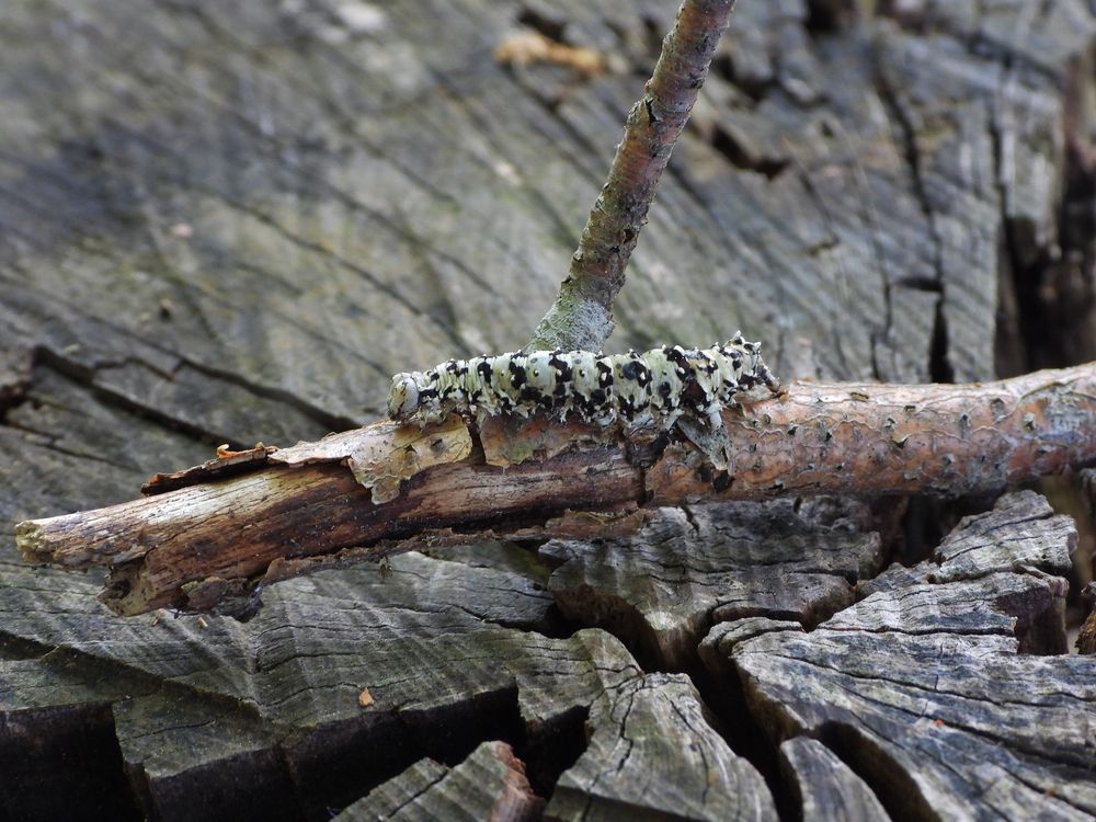 Raupe auf Eichenast mit Flechten_01 Foto & Bild | natur, insekten ...