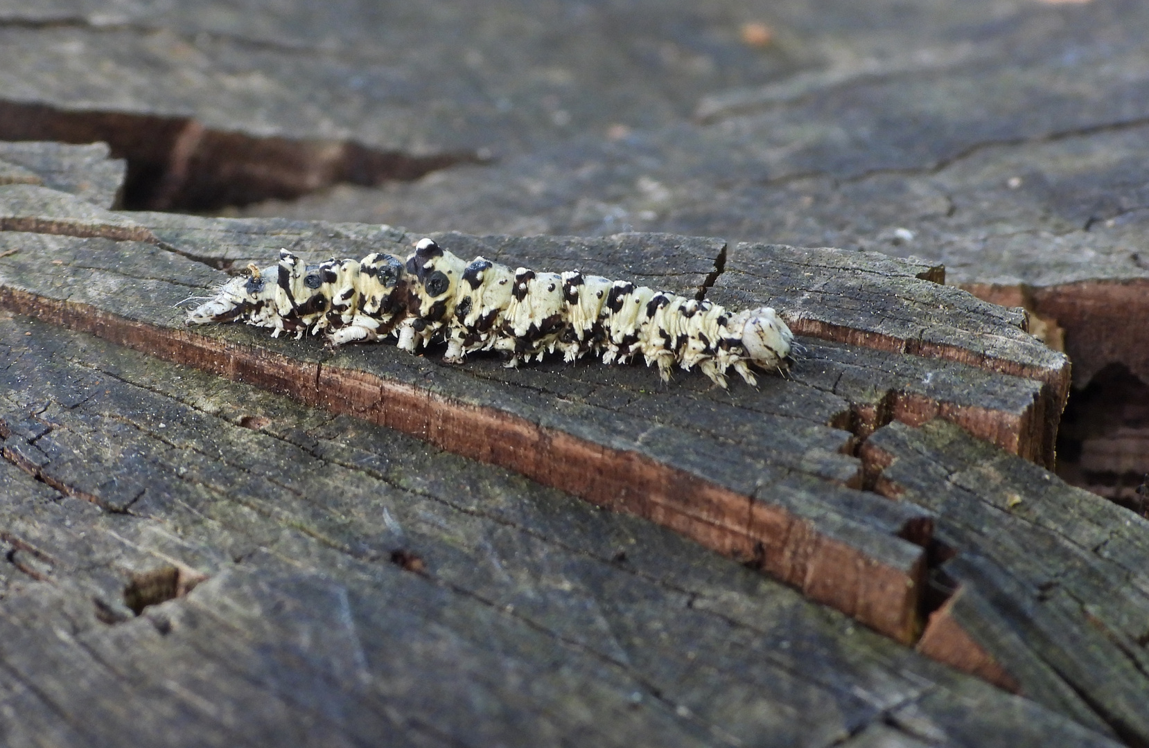 Raupe auf Eichenast mit Flechten_02 Foto & Bild | natur, insekten ...