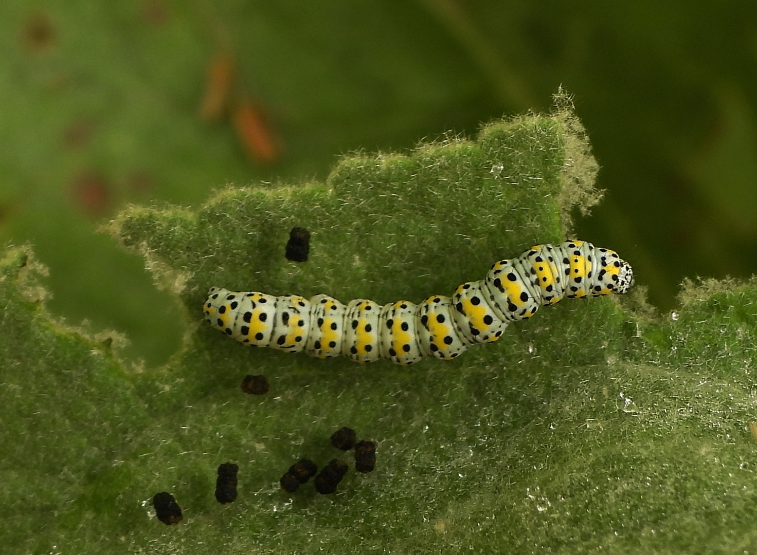Raupe auf Königskerze Foto & Bild | natur, insekten, tiere Bilder auf ...