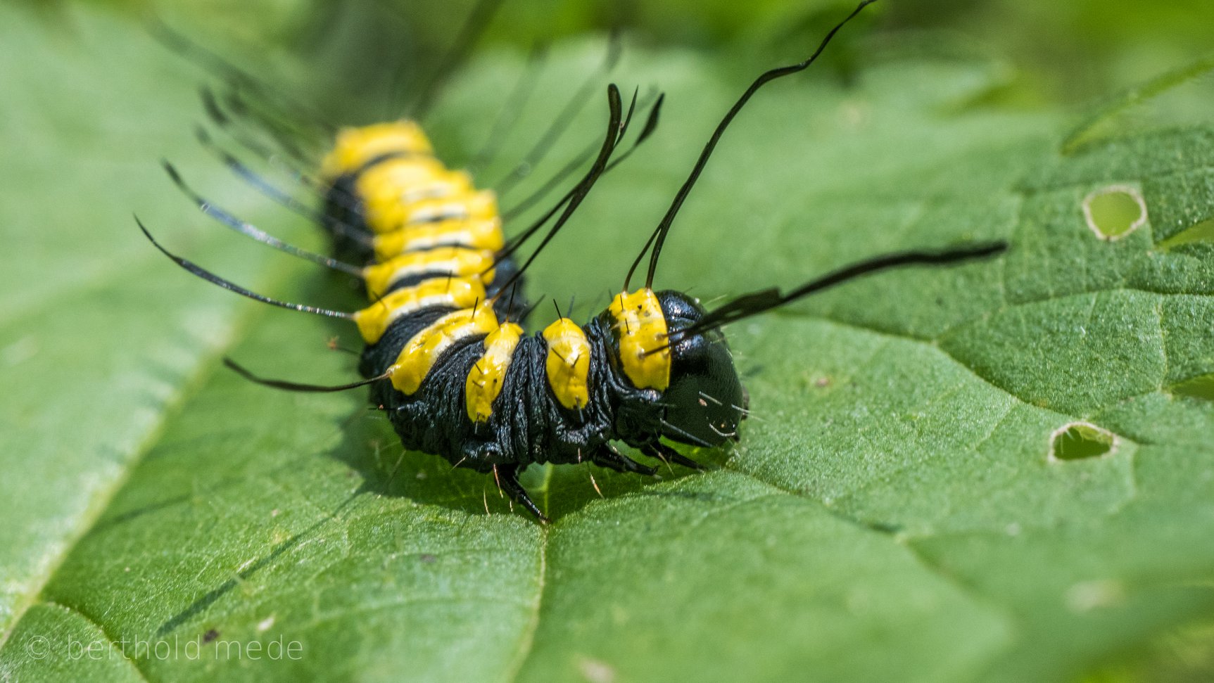 raupe Foto & Bild | tiere, wildlife, schmetterlinge Bilder auf ...