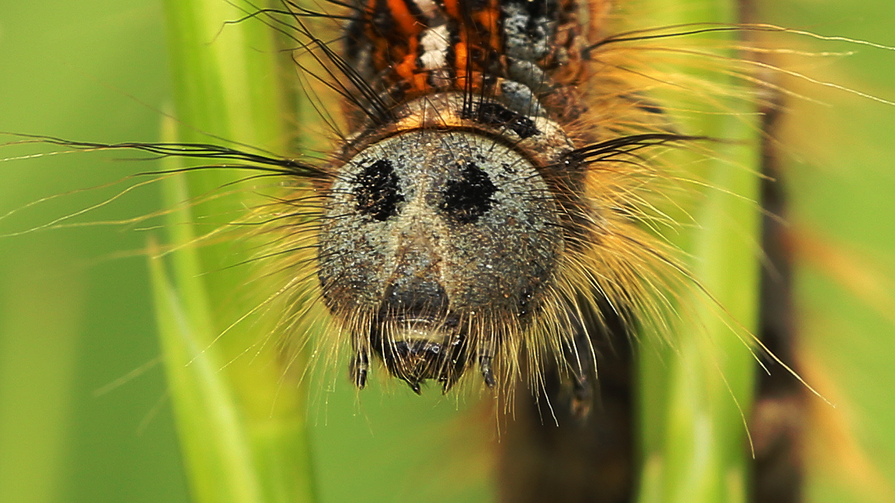 Raupe... Foto & Bild | fotos, canon, makro Bilder auf fotocommunity