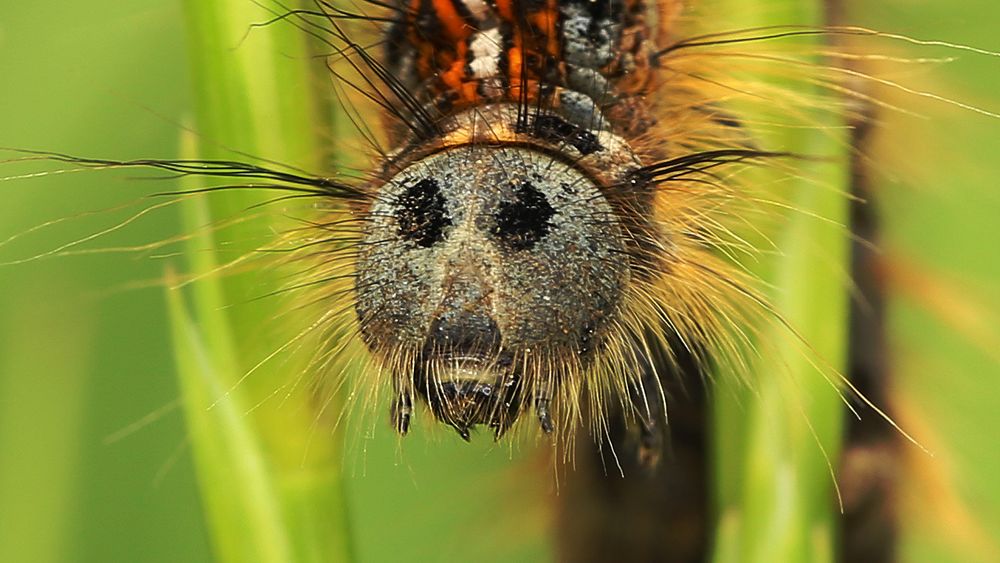 Raupe... Foto & Bild | fotos, canon, makro Bilder auf fotocommunity