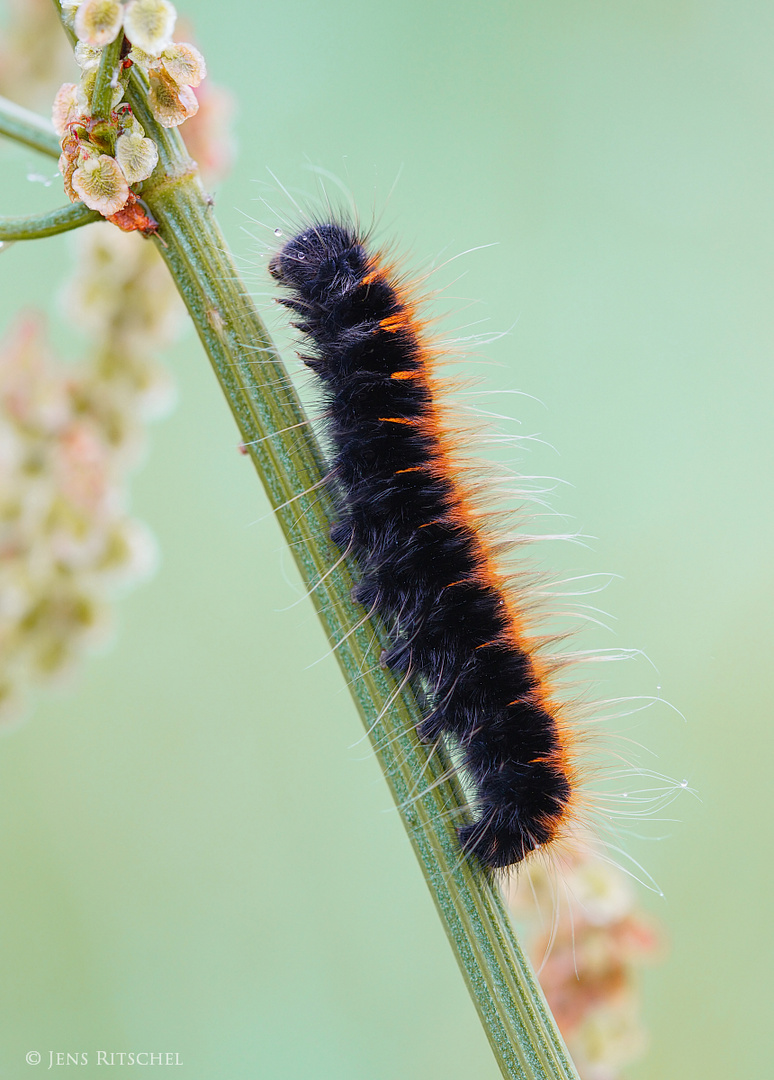Raupe ... Foto & Bild | makro, natur, insekten Bilder auf fotocommunity
