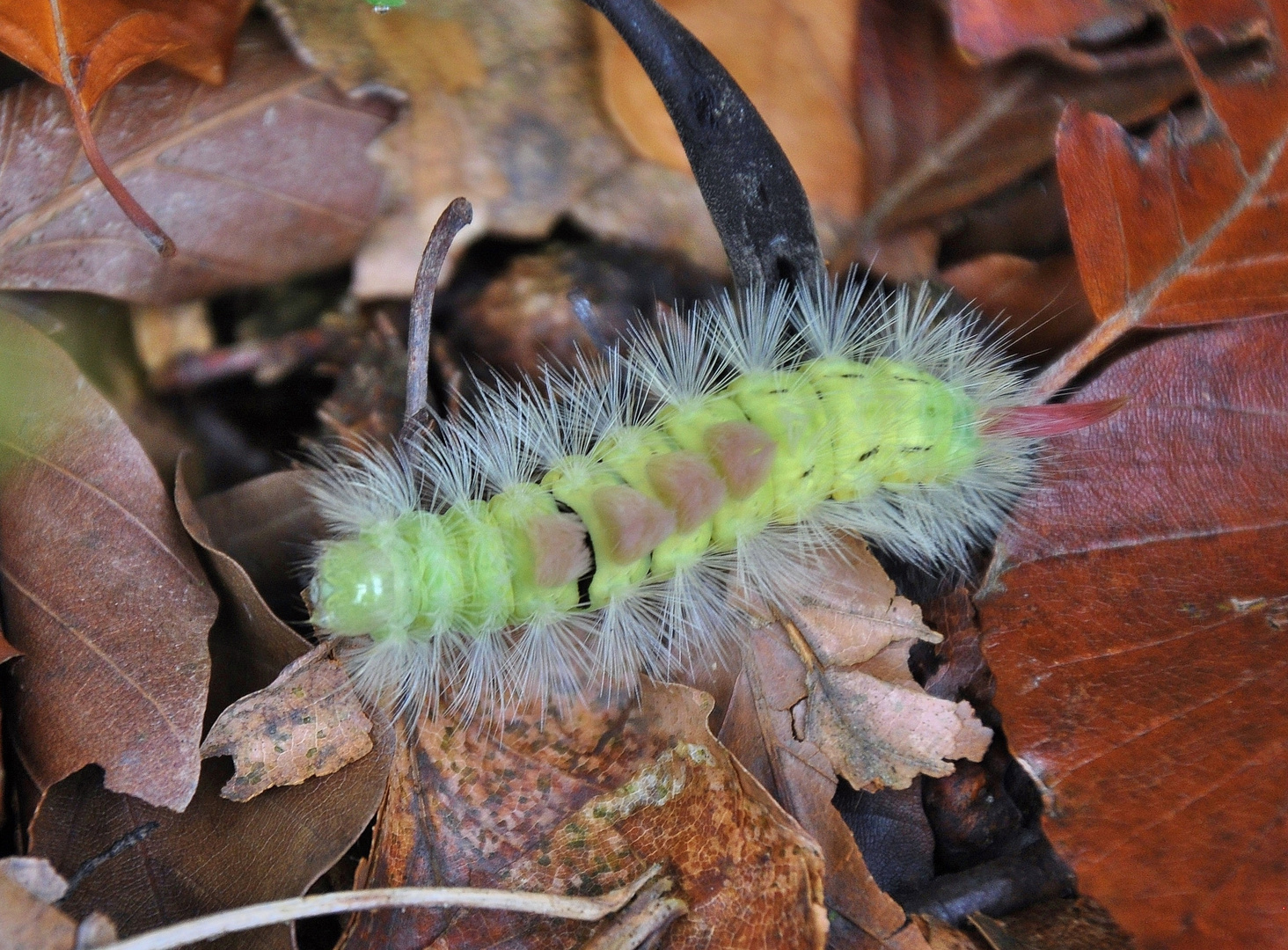 Raupe: Buchenrotschwanz Foto & Bild | natur, insekten, tiere Bilder auf ...