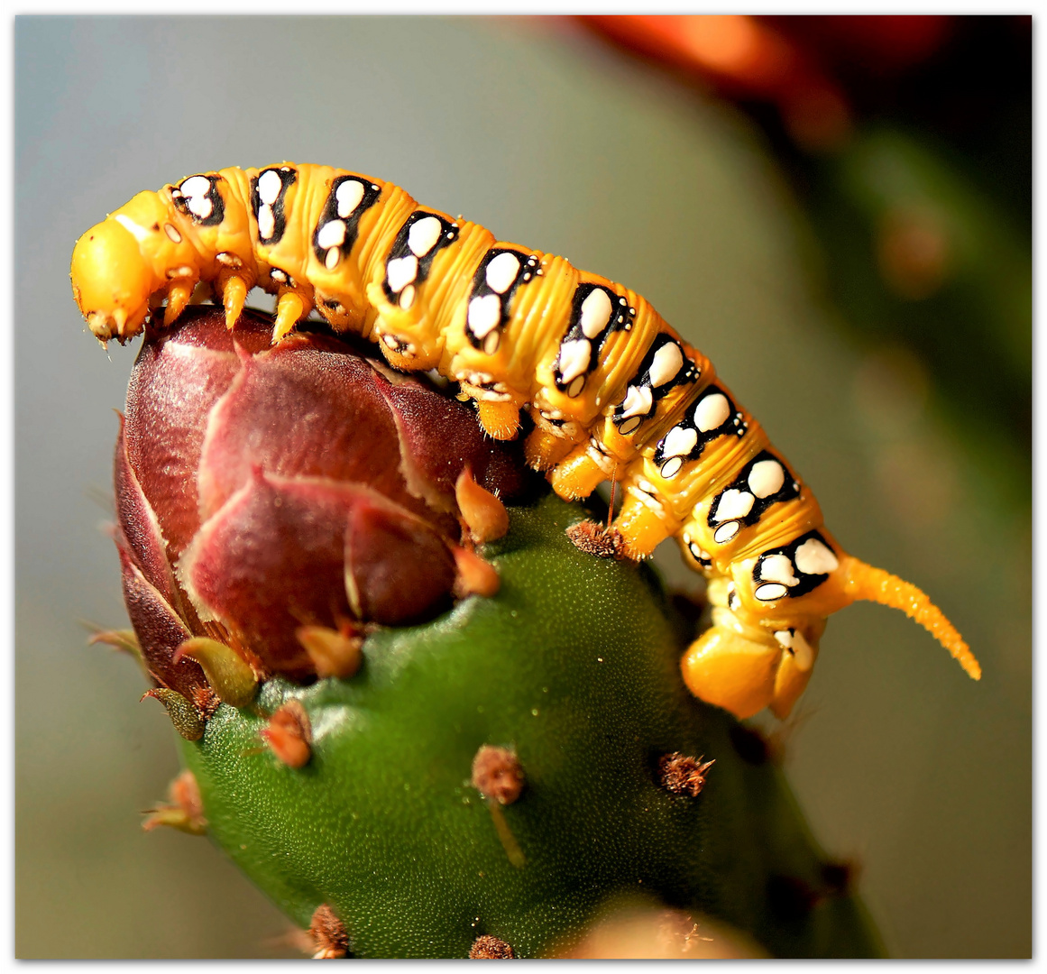 Raupe Foto & Bild | natur, insekten, tiere Bilder auf fotocommunity