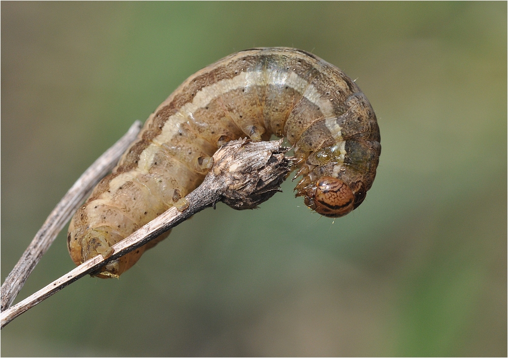 Raupe ... Foto & Bild | tiere, wildlife, insekten Bilder auf fotocommunity
