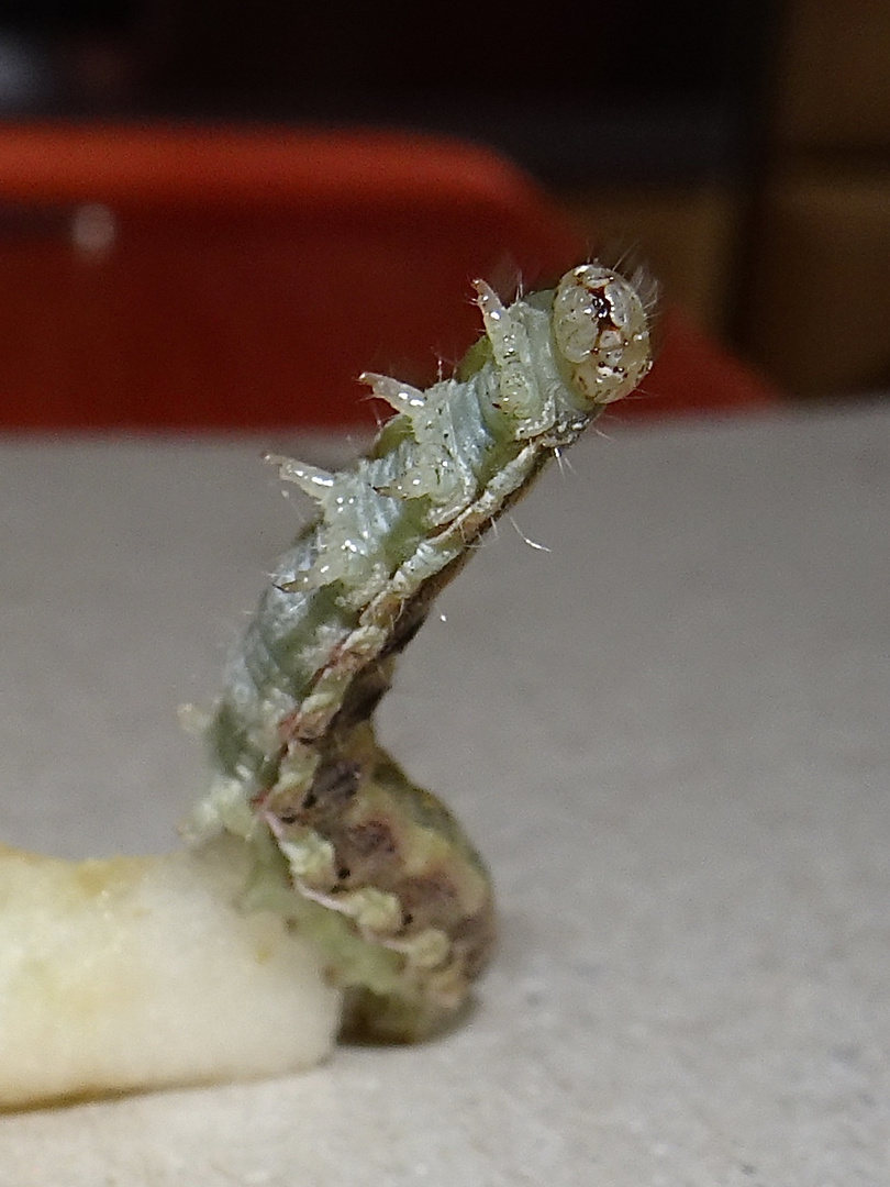 Raupe Foto & Bild | tiere, wildlife, insekten Bilder auf fotocommunity