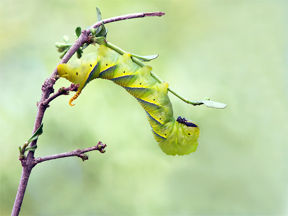 Raupe Foto & Bild | tiere, wildlife, insekten Bilder auf fotocommunity