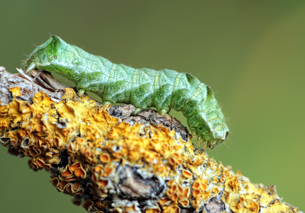 Raupe Foto & Bild | tiere, wildlife, insekten Bilder auf fotocommunity