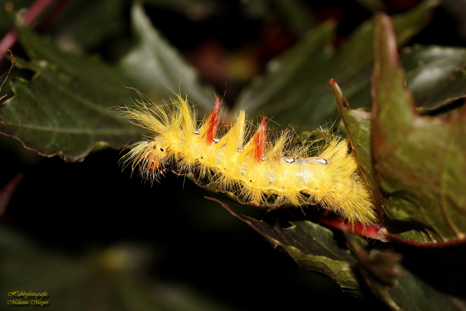 Raupe der Ahorn-Rindeneule Foto & Bild | natur, insekten, tiere Bilder ...