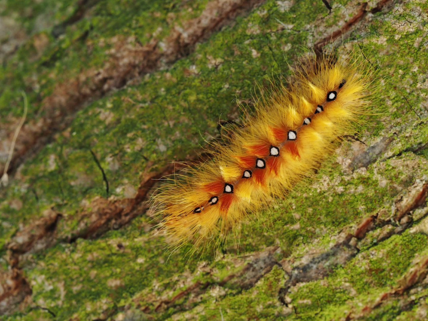 Raupe der Ahorn-Rindeneule Foto & Bild | makro, natur, nachtfalter ...