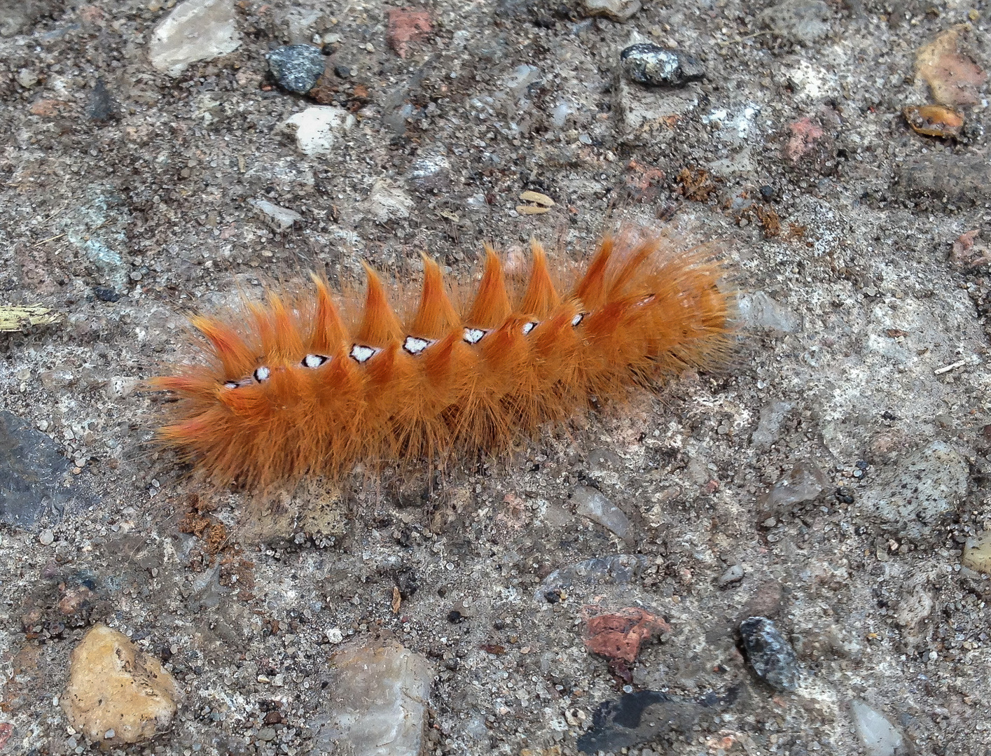 Raupe der Ahorn-Rindeneule Foto & Bild | tiere, wildlife ...