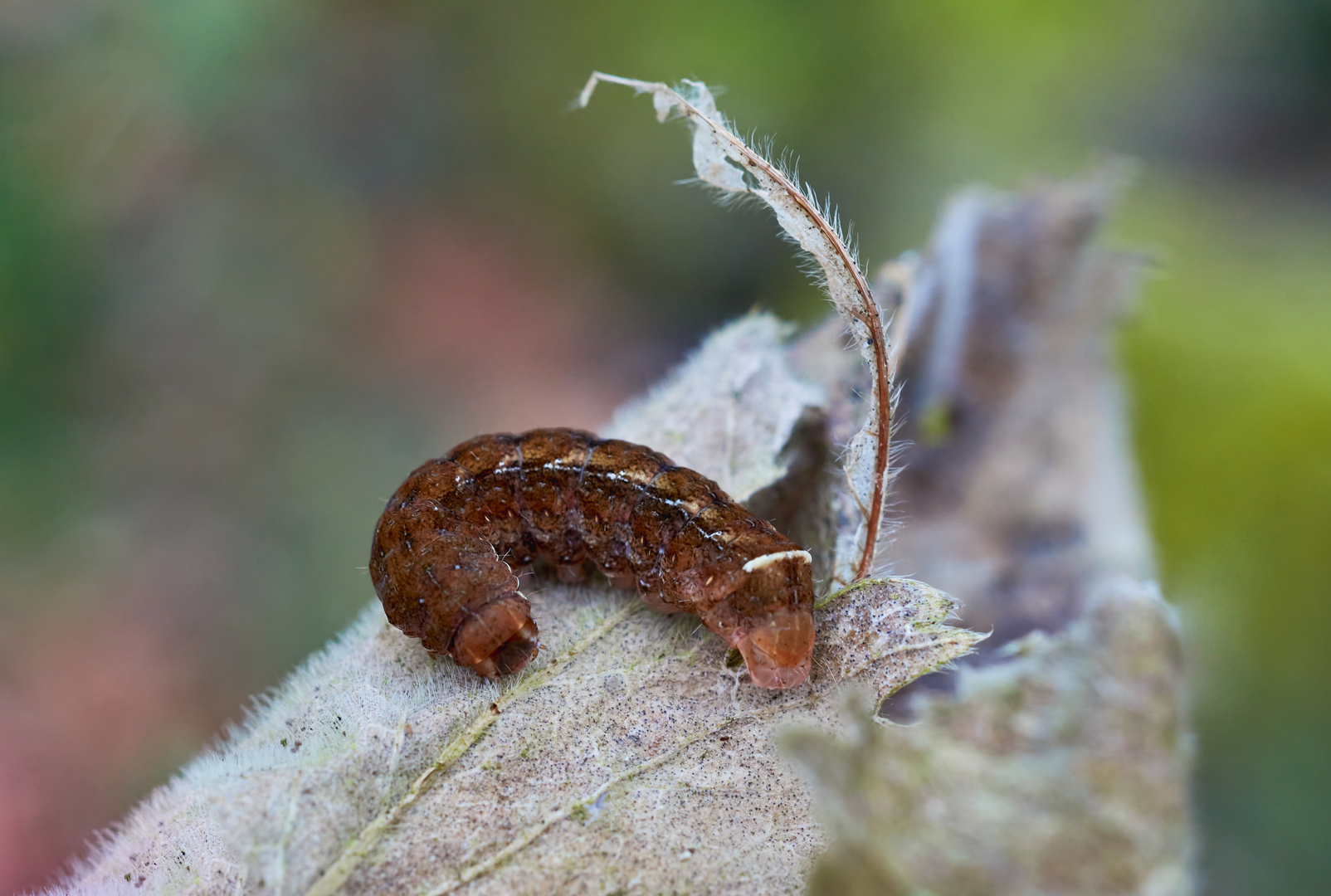 Raupe der Braunen Erdeule (Diarsia brunnea) Foto & Bild | natur ...