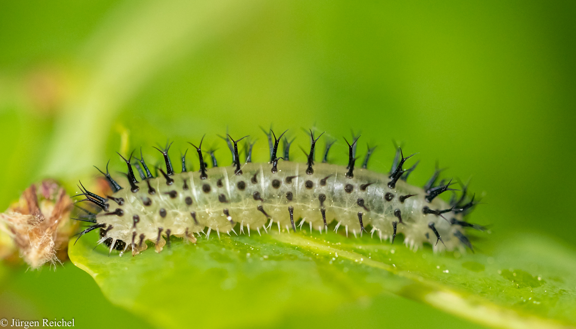 Raupe der Eichen-Blattwespe ( periclista lineolata ) Foto & Bild ...