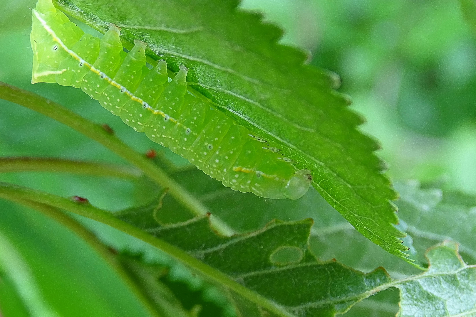 Raupe der Pyramideneule Foto & Bild | tiere, wildlife, insekten Bilder ...