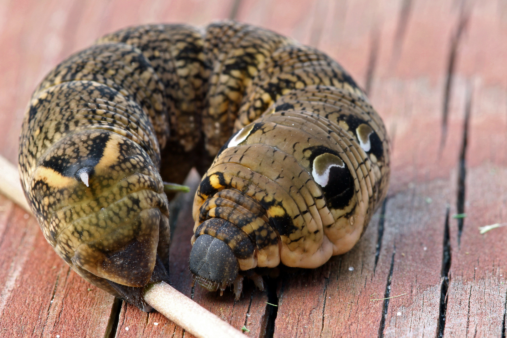 Raupe des..... Foto & Bild | tiere, wildlife, wildlife: sonstige tiere ...