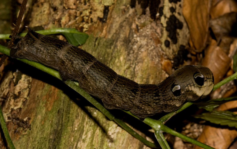 Raupe des... Foto & Bild | tiere, wildlife, insekten Bilder auf ...
