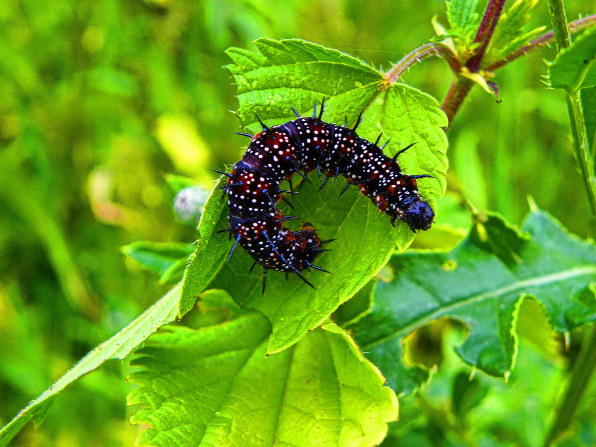 Raupe des Tagpfauenauge Foto & Bild | tiere, wildlife, schmetterlinge ...