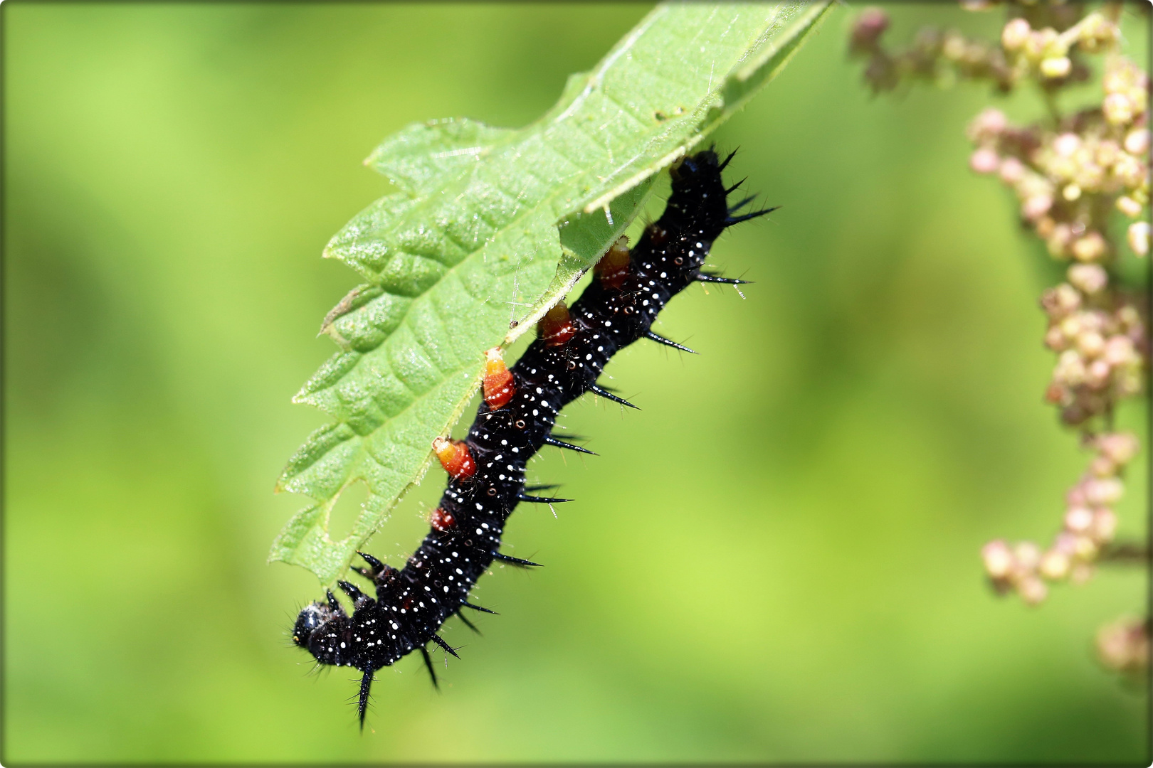 Raupe des Tagpfauenauges Foto & Bild | tiere, wildlife, schmetterlinge ...