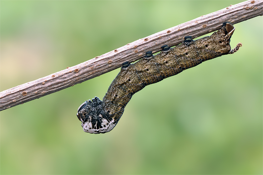 Raupe des Totenkopfschwärmers Foto & Bild | tiere, wildlife, insekten ...