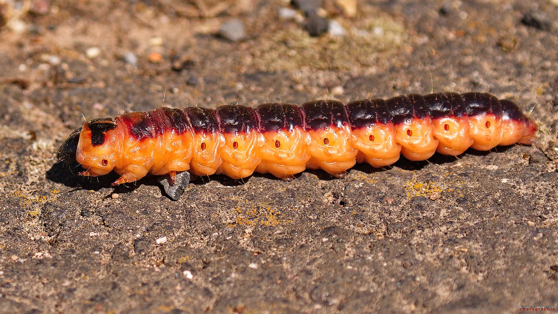 Raupe des Weidenbohrers Foto & Bild | sommer, natur, nahaufnahme Bilder ...